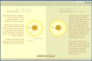 How Cells Divide: Mitosis vs. Meiosis | Biology - LearningReviews