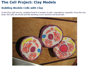 Cell Project Clay Models | Biology - LearningReviews