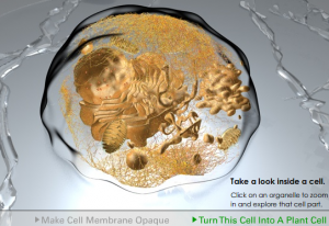 Review of Inside a Cell | Biology - LearningReviews